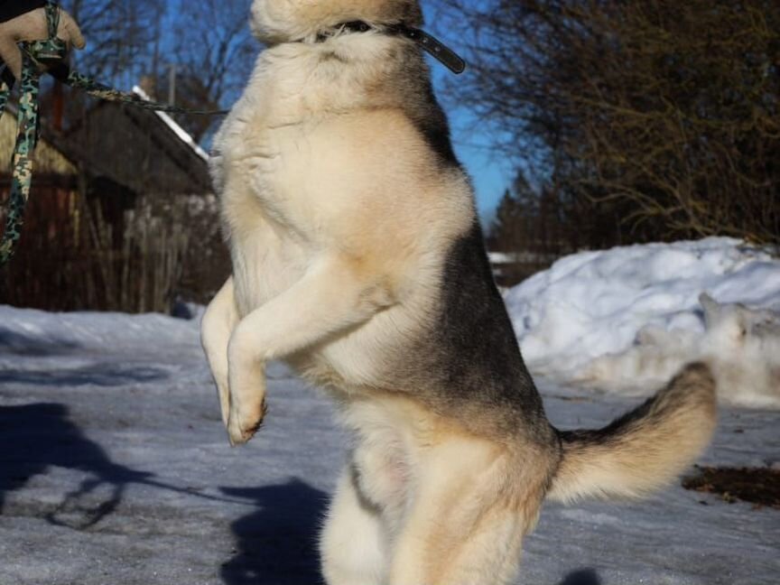 Щенок