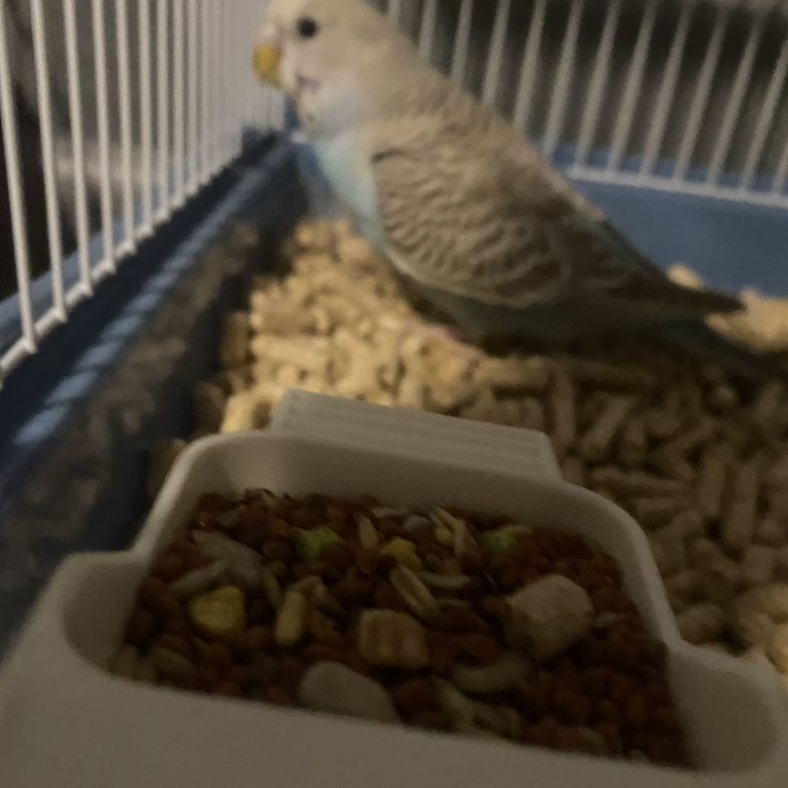 Волнистый попугай