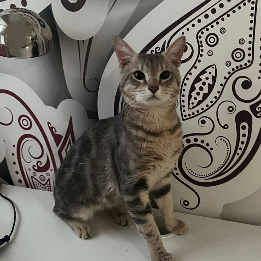 Чаузи F3 котик-подросток