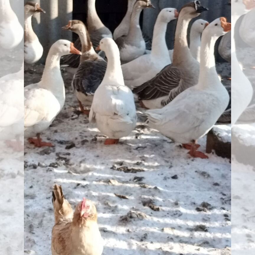 Продаются гуси на развод