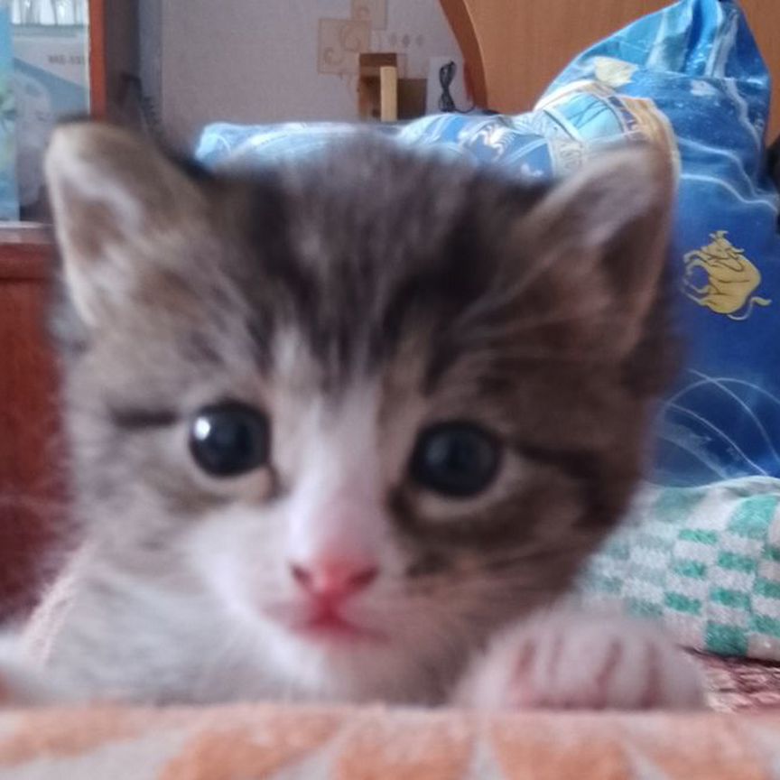 Котёнок в добрые руки