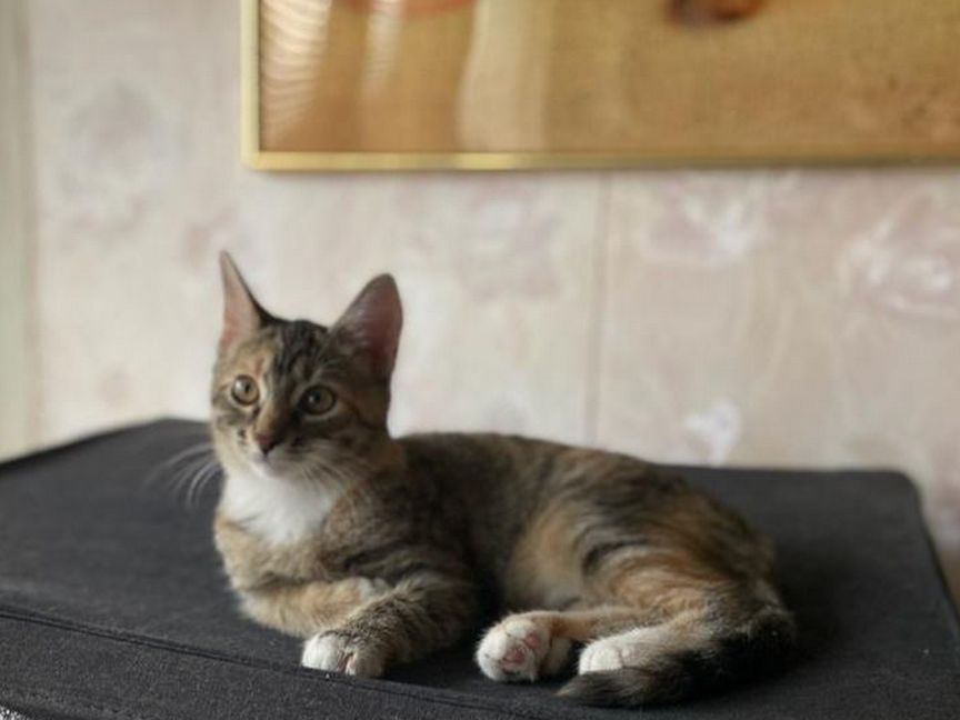 Спасённая Шпротка ждёт своих маму и папу