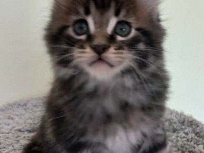 Великолепные мохнатые великаны кунята