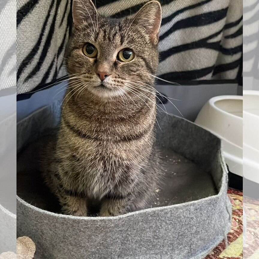 Кошечка невидимка ищет семью