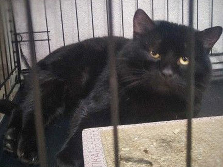 Кот в добрые руки