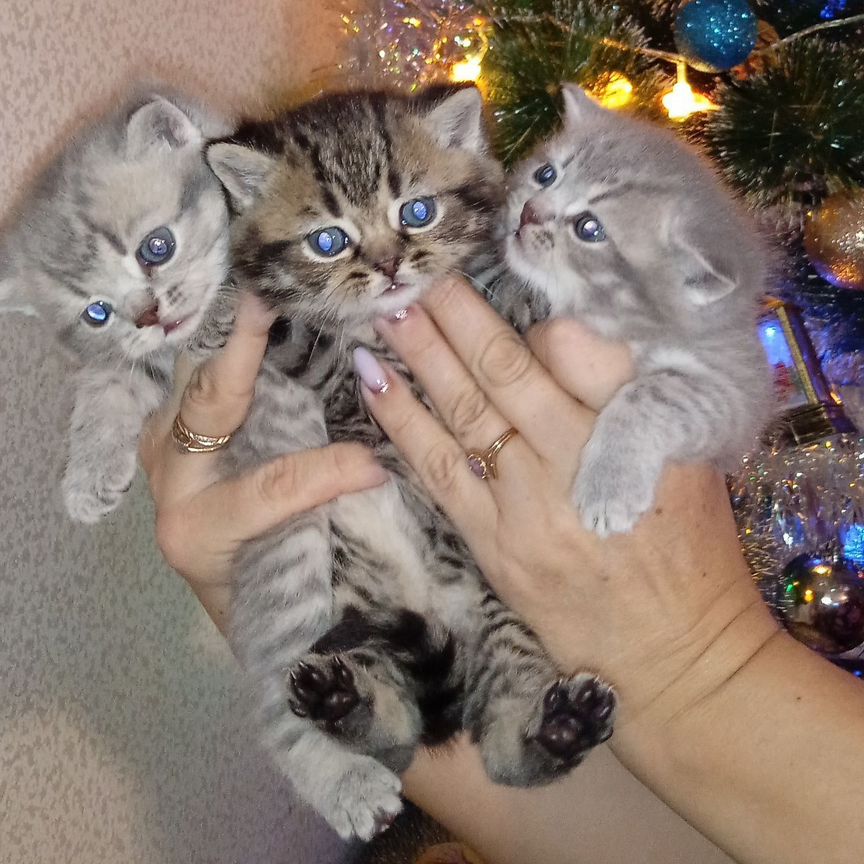 Британская