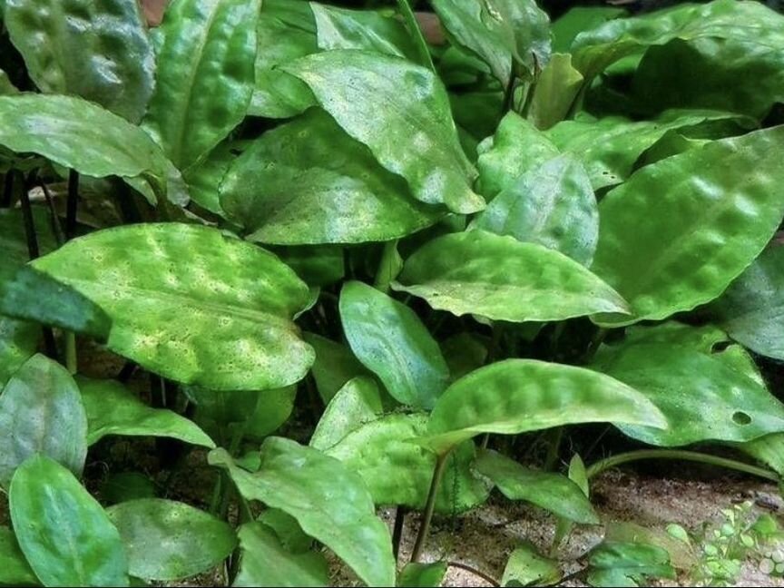 Аквариумные растения