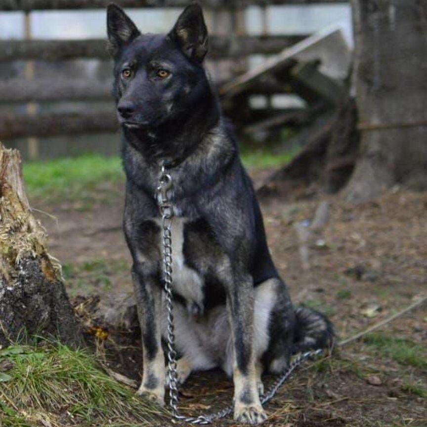 Лайка, взрослая собака