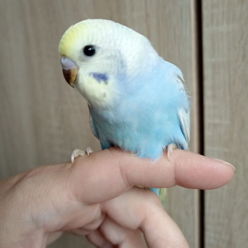 Птенцы волнистый попугай