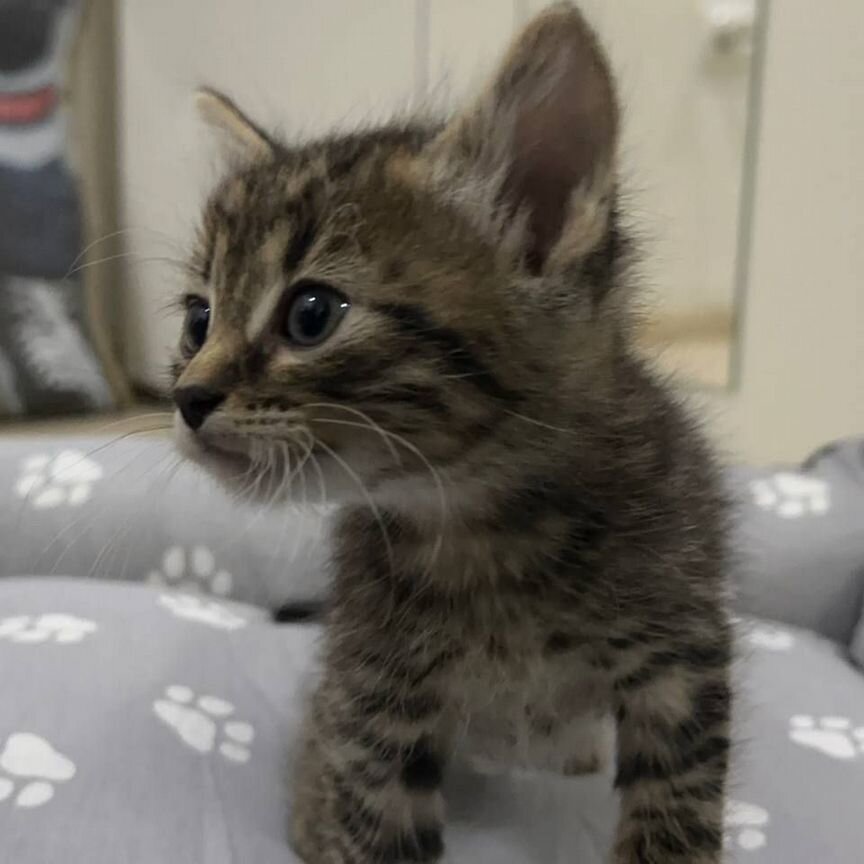 Классный котенок в добрые руки