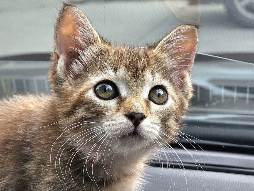 Котёнок Аврора 2 мес. Привита, приучена, привезем