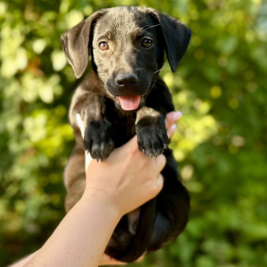 Выкинули метиса таксы