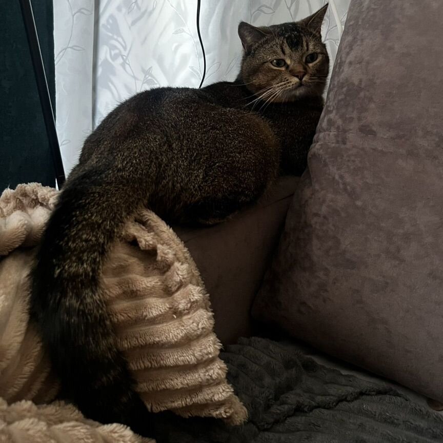 Британский короткошёрстный, взрослый кот