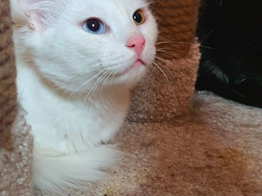 Отдам кота в добрые руки