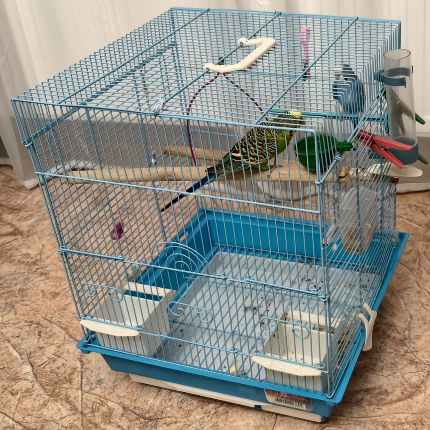 Волнистый попугай ручной