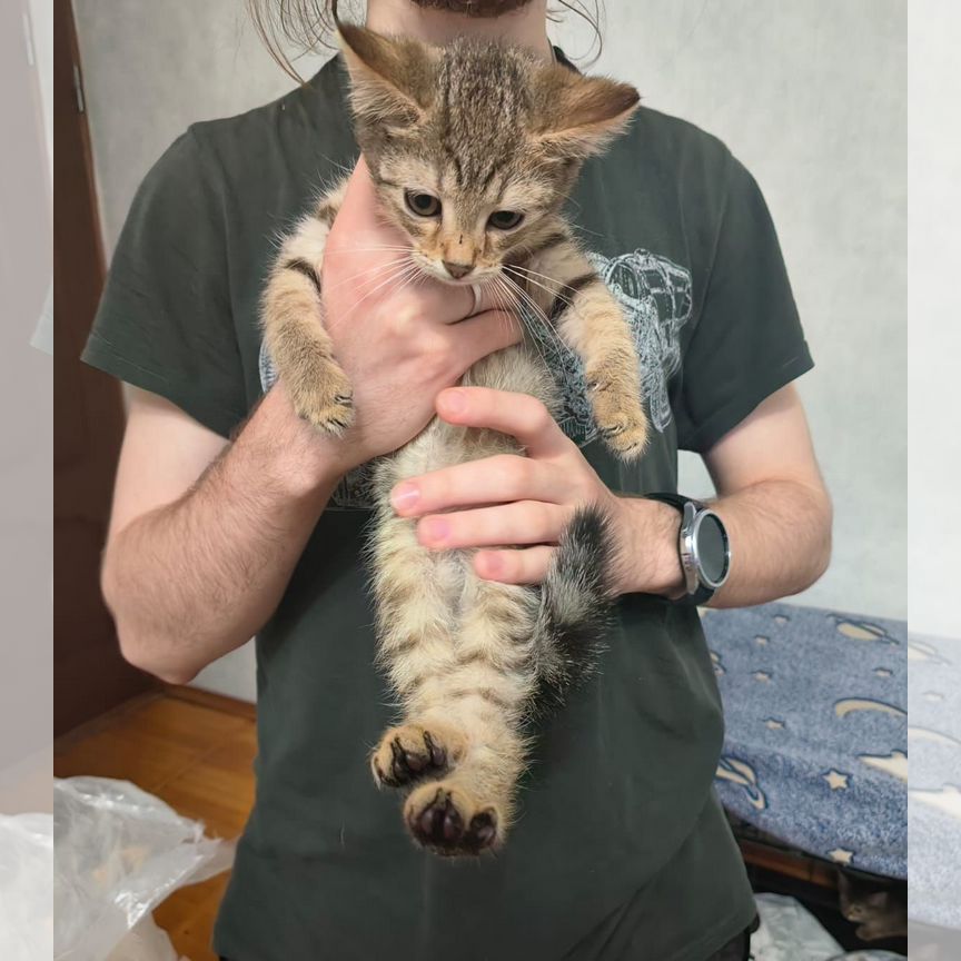 Котёнок в дар