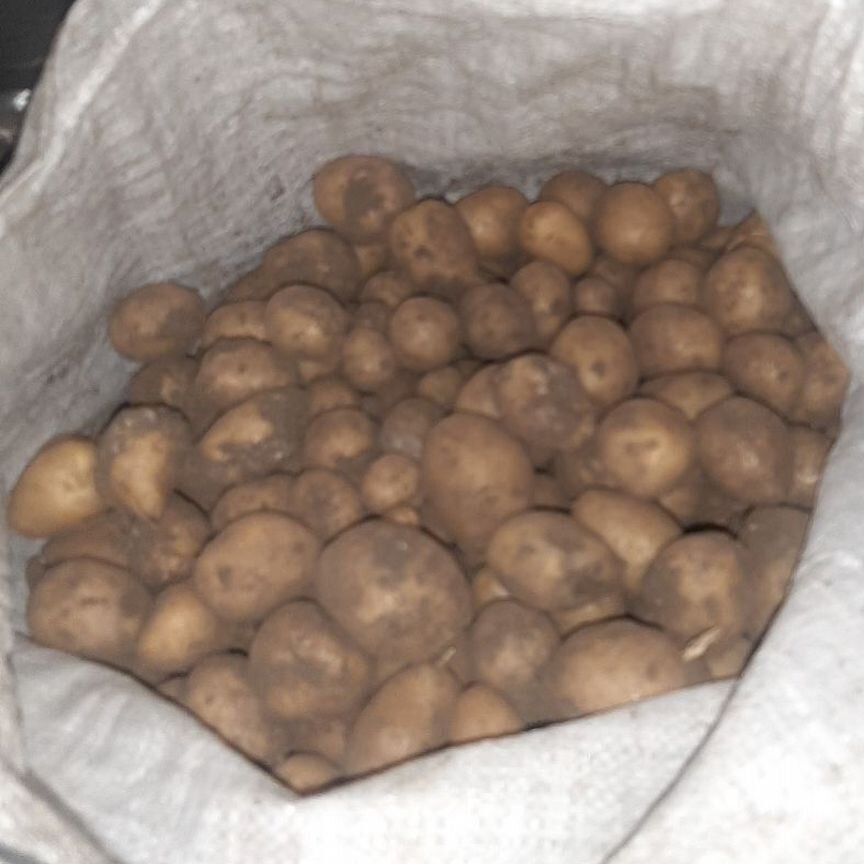 Картофель на корм скоту