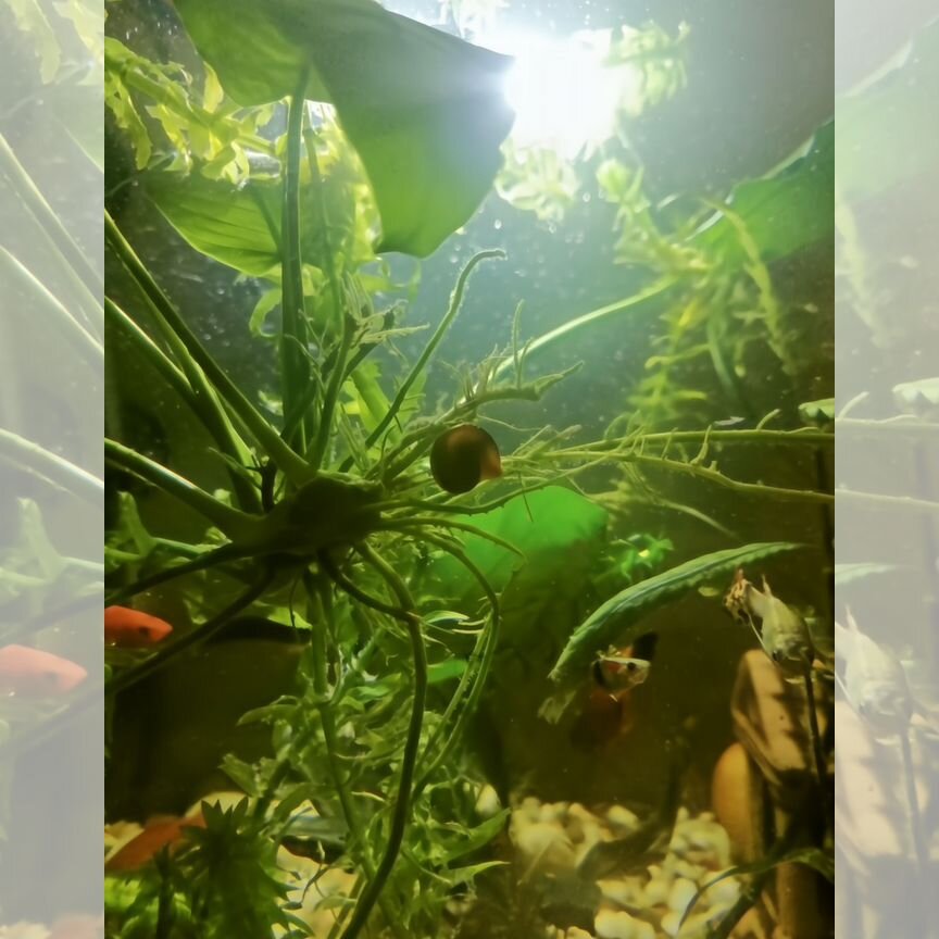 Улитки ампулярии аквариумные