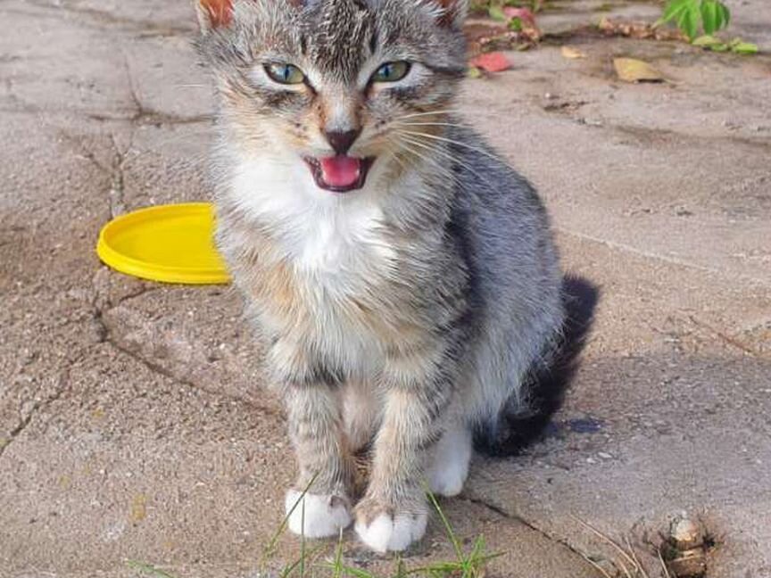 Котята красивые, ручные, ласковые