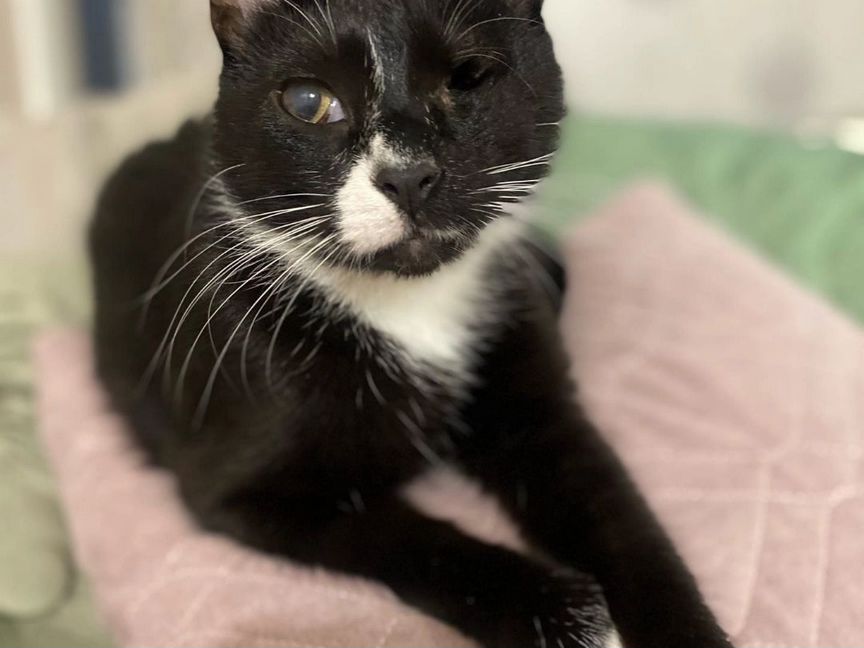 Одноглазый кот