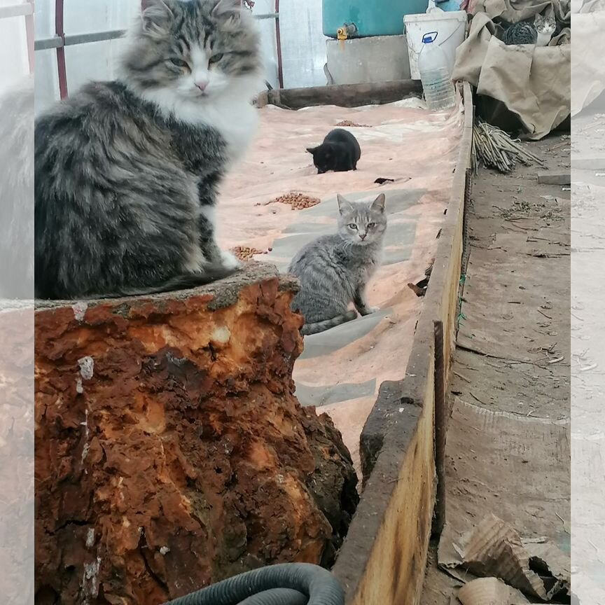 Дикие бездомные котята
