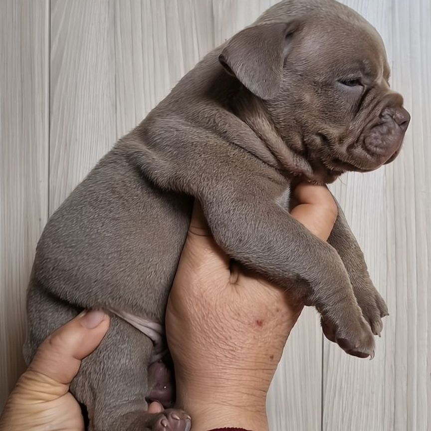 Американский булли, щенок