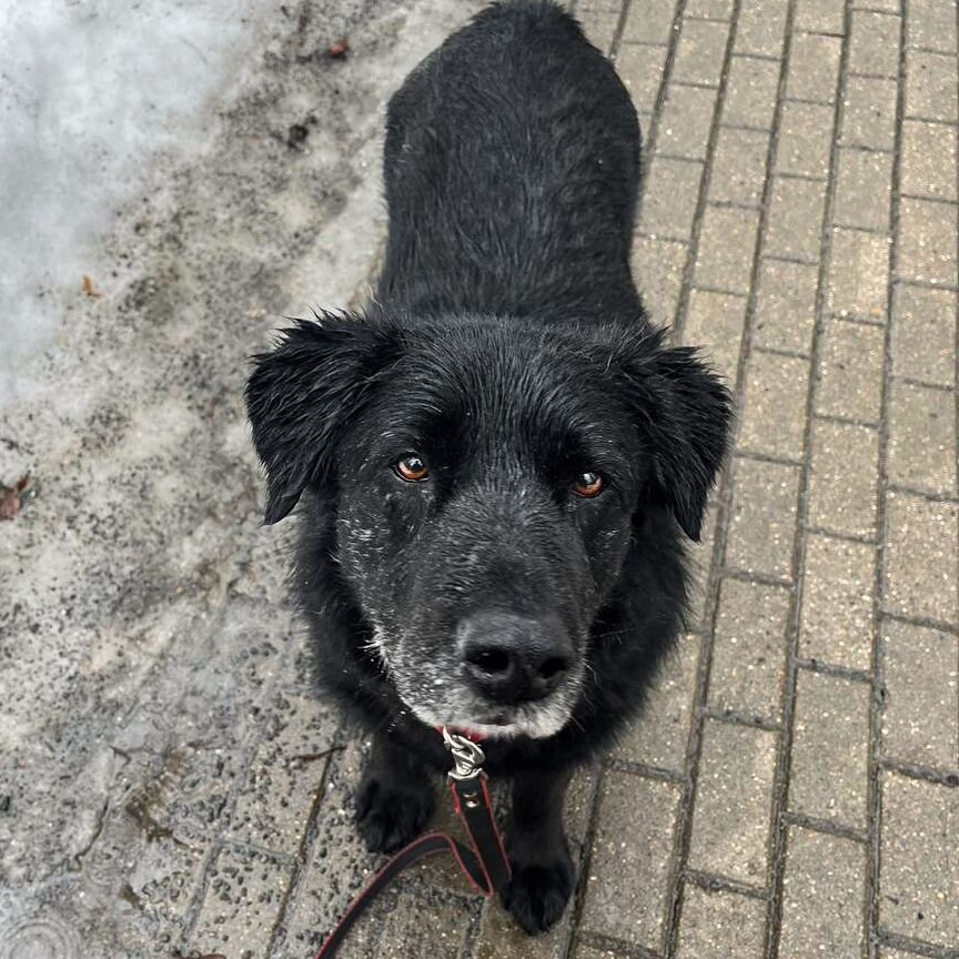 Взрослый пёс в добрые руки