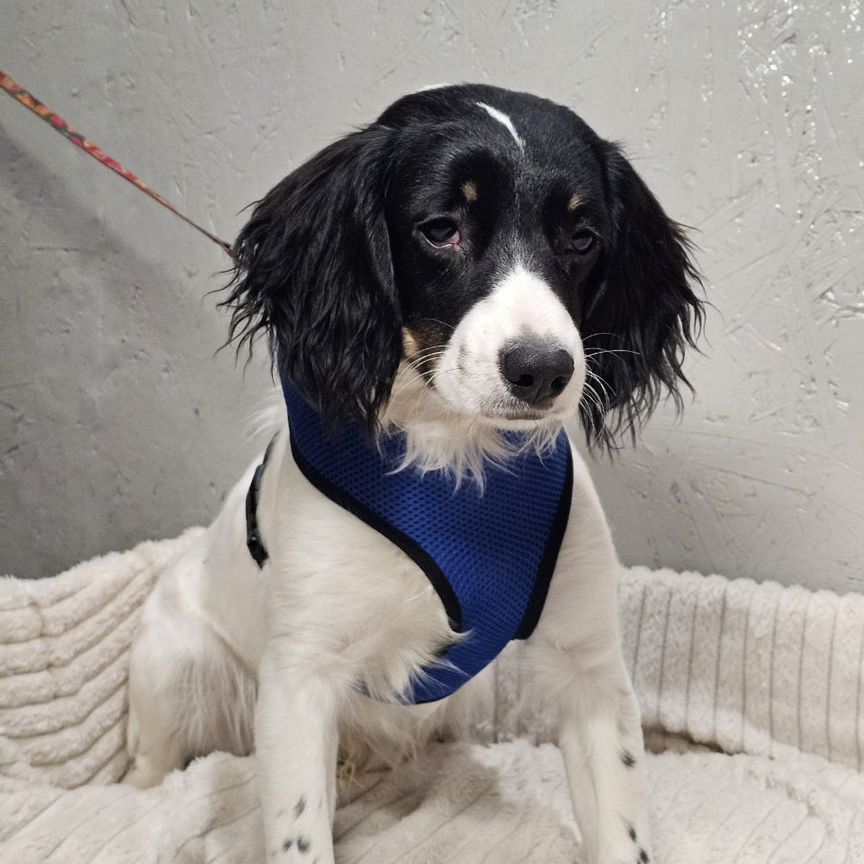 Щенки 4 мес пристраиваем