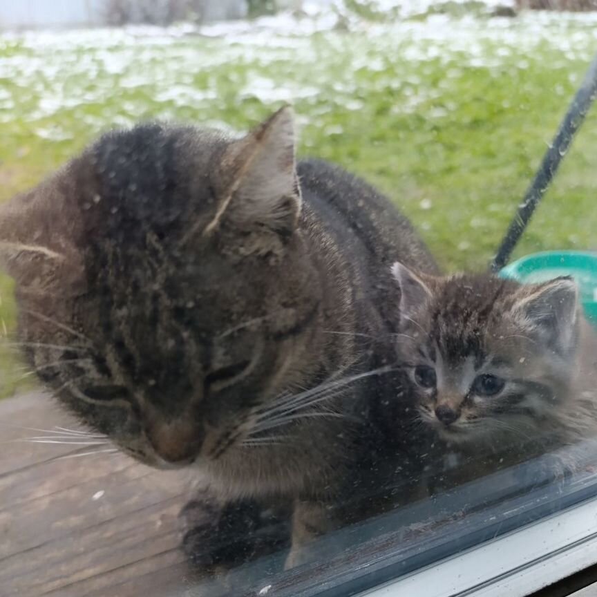 Котёнок в добрые руки