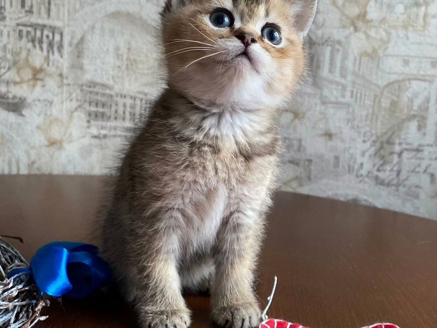 Британские котята