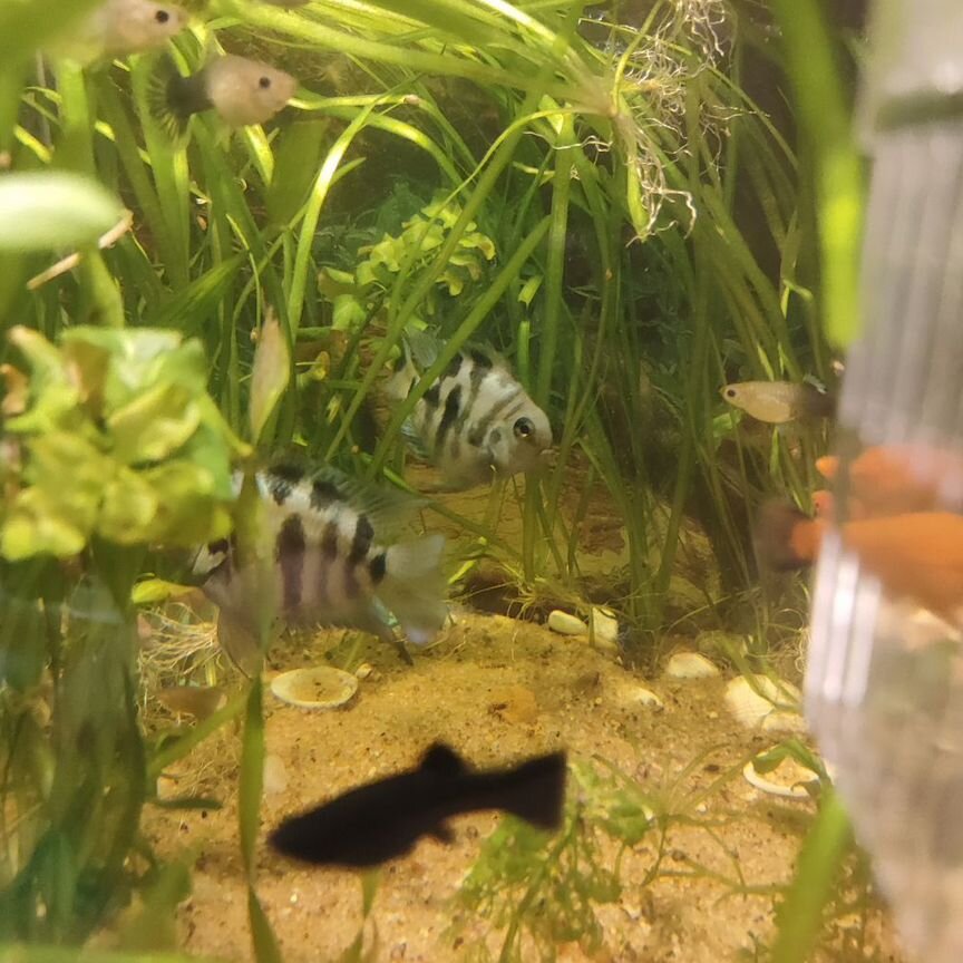 Сапфировые попугаи