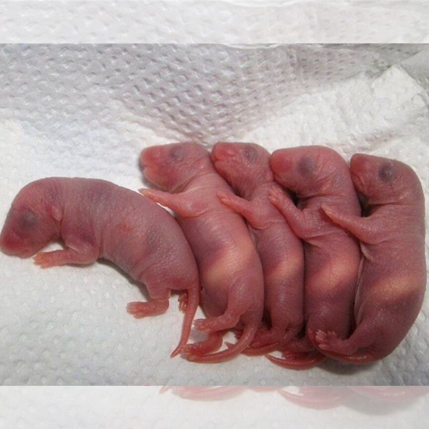 Кормовые мыши замороженные