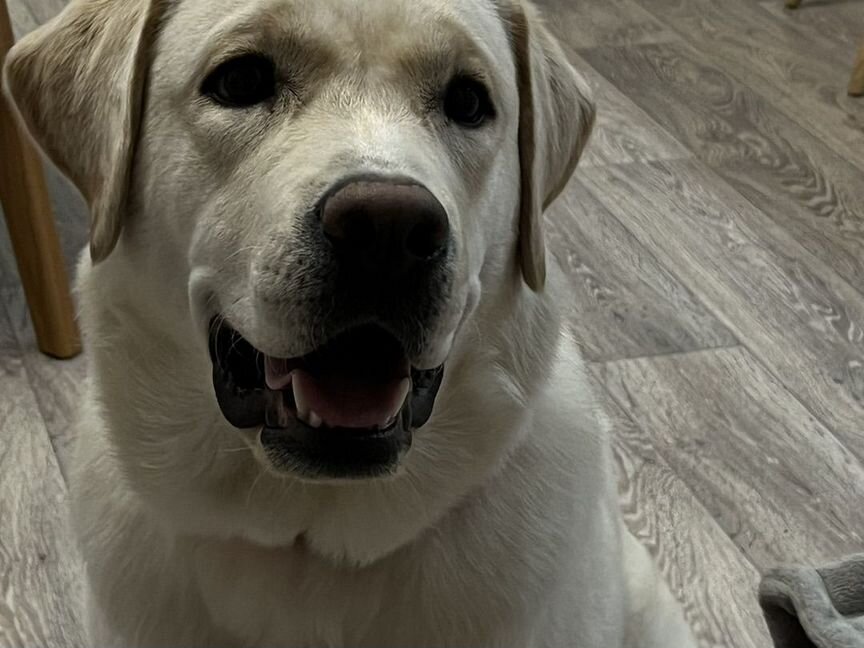 Лабрадор ретривер
