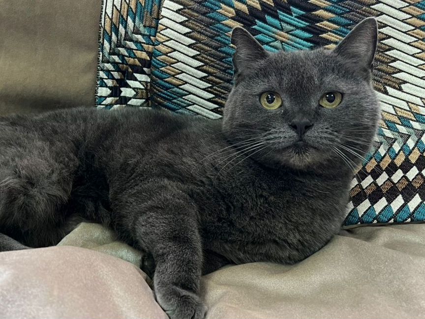 Кошка ищет дом