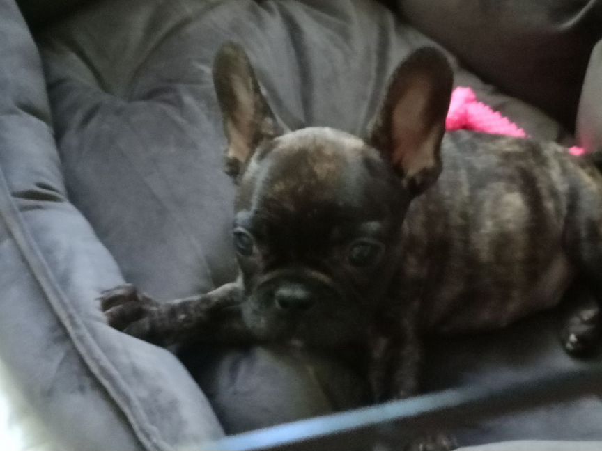 Французский бульдог щенок