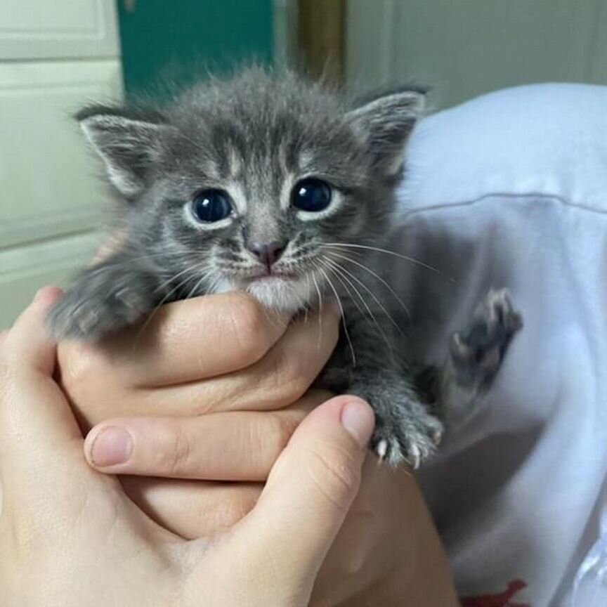 Котята ищут дом