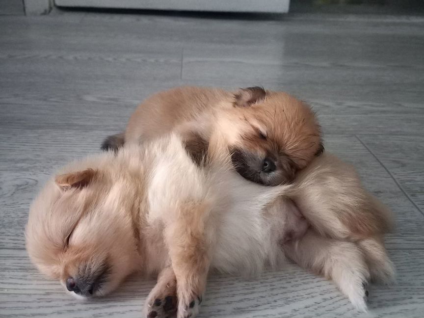 Щенки померанского шпица