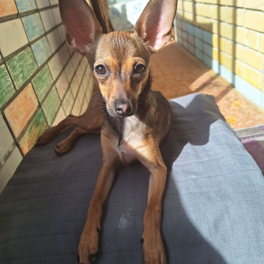 Мини пинчер