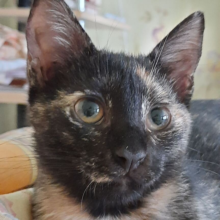 Необычный котенок