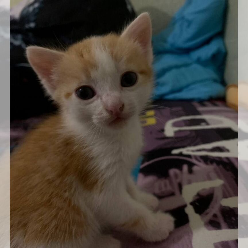 Котёнок в добрые руки