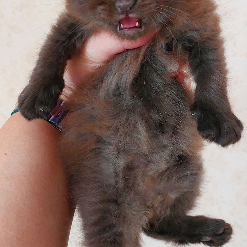 Шотландские вислоухие котята