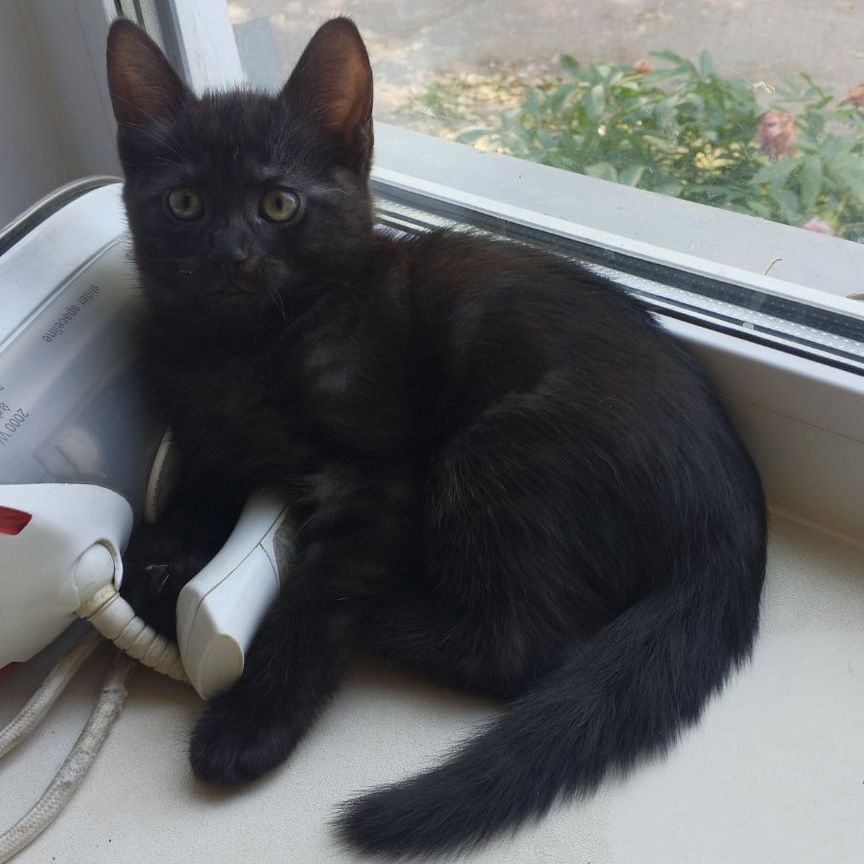 Котёнок в добрые руки