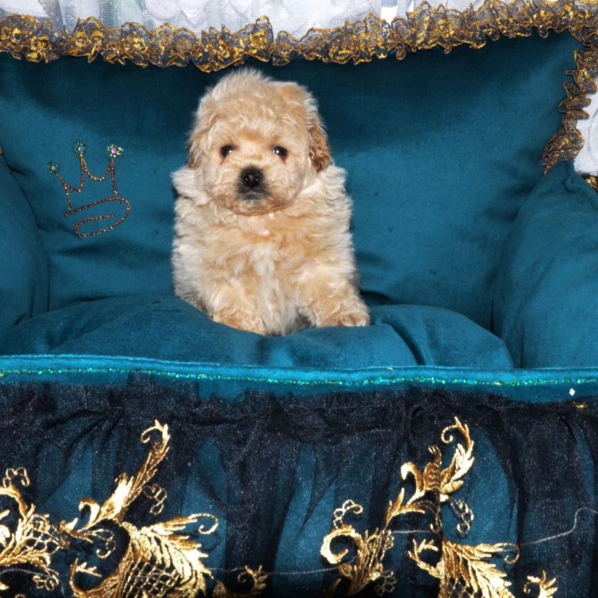 Самые Красивые