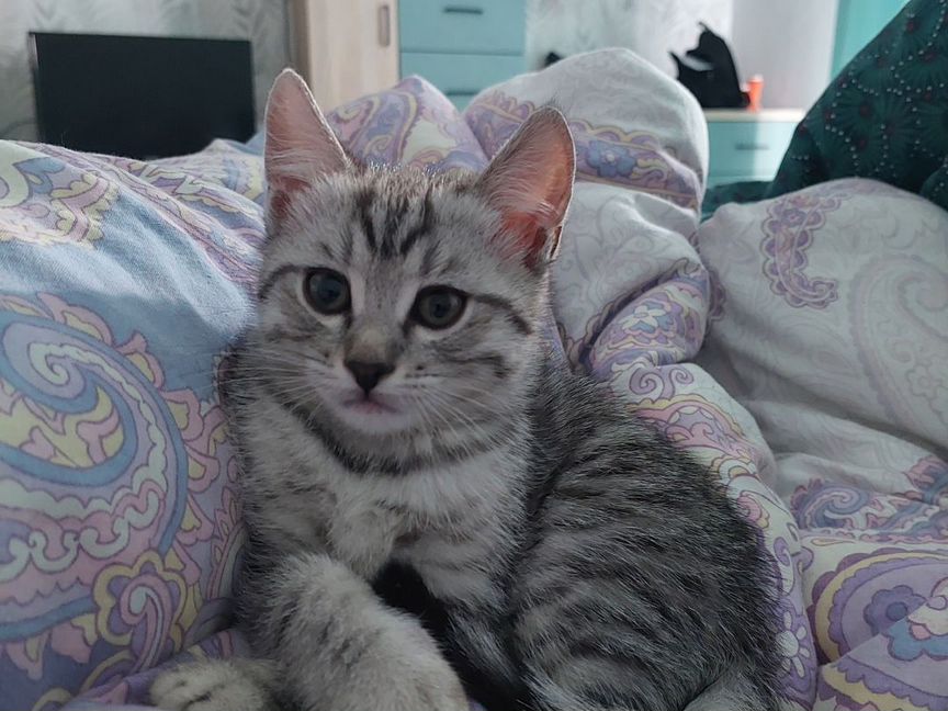 Котенок
