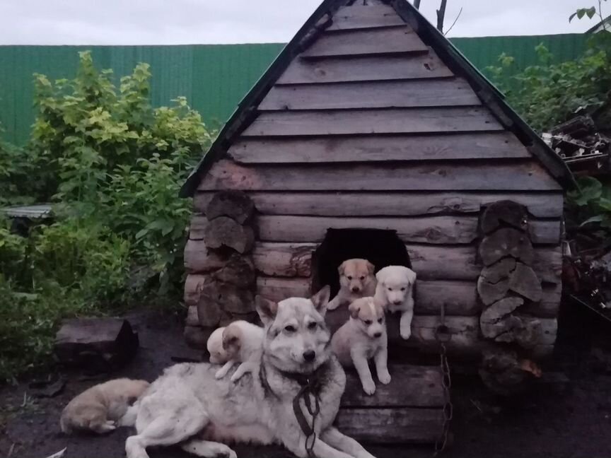 Продам щенков