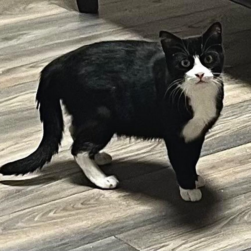 Кошечка в добрые руки