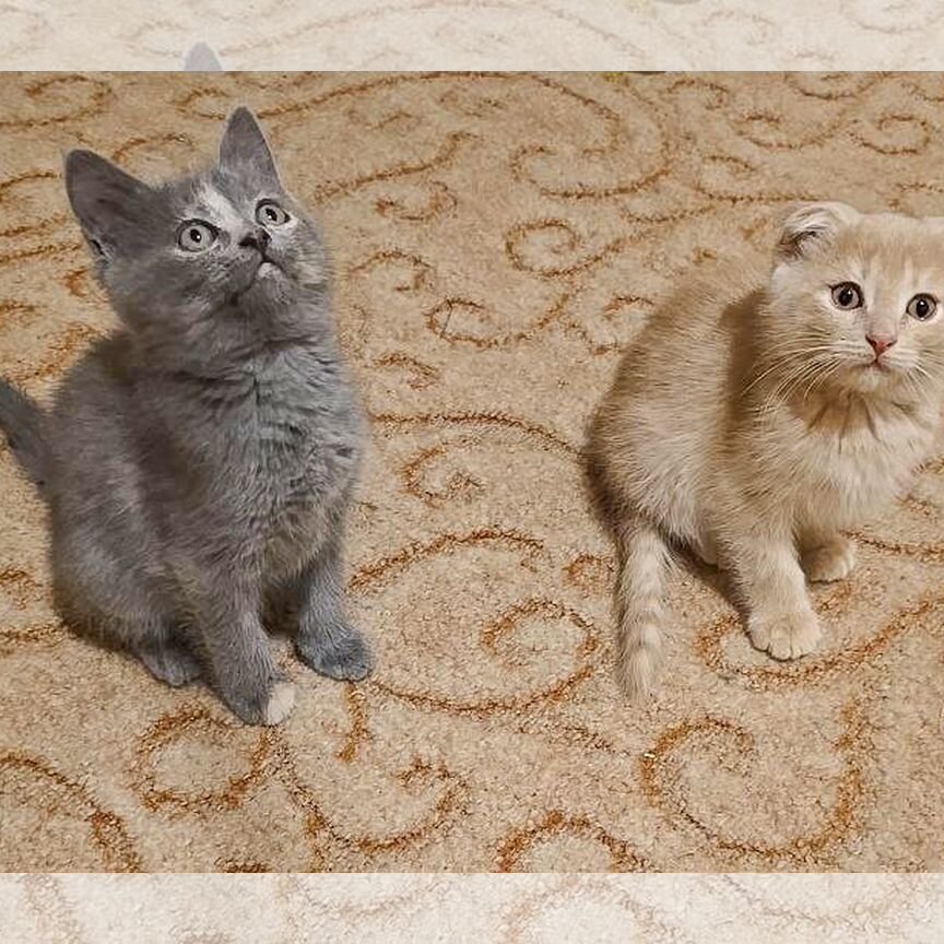 Котёнок от частного владельца