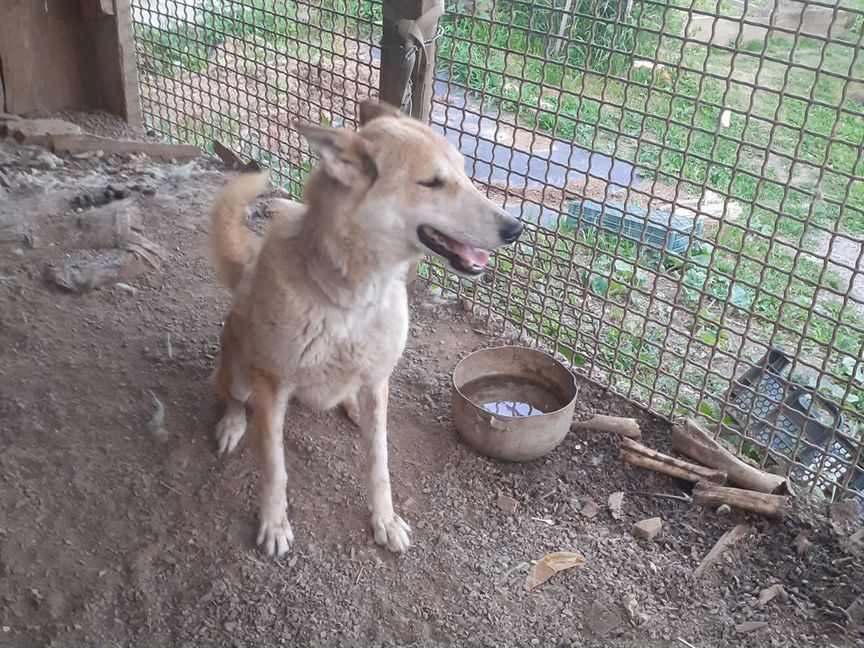 Сибирская лайка