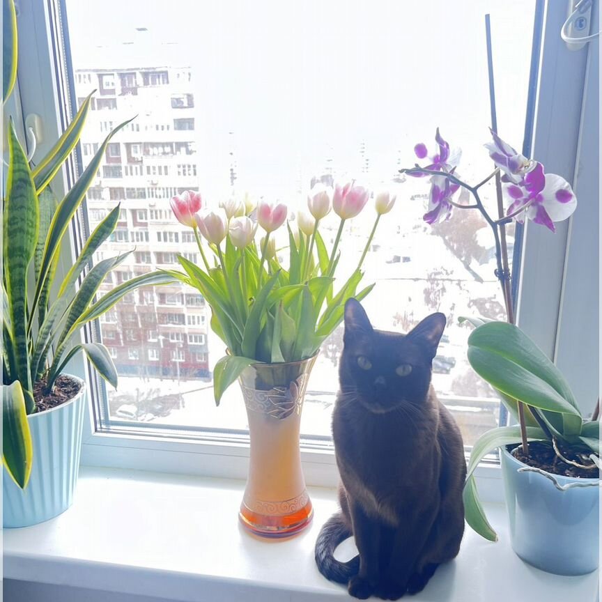 Европейская бурманская, взрослая кошка