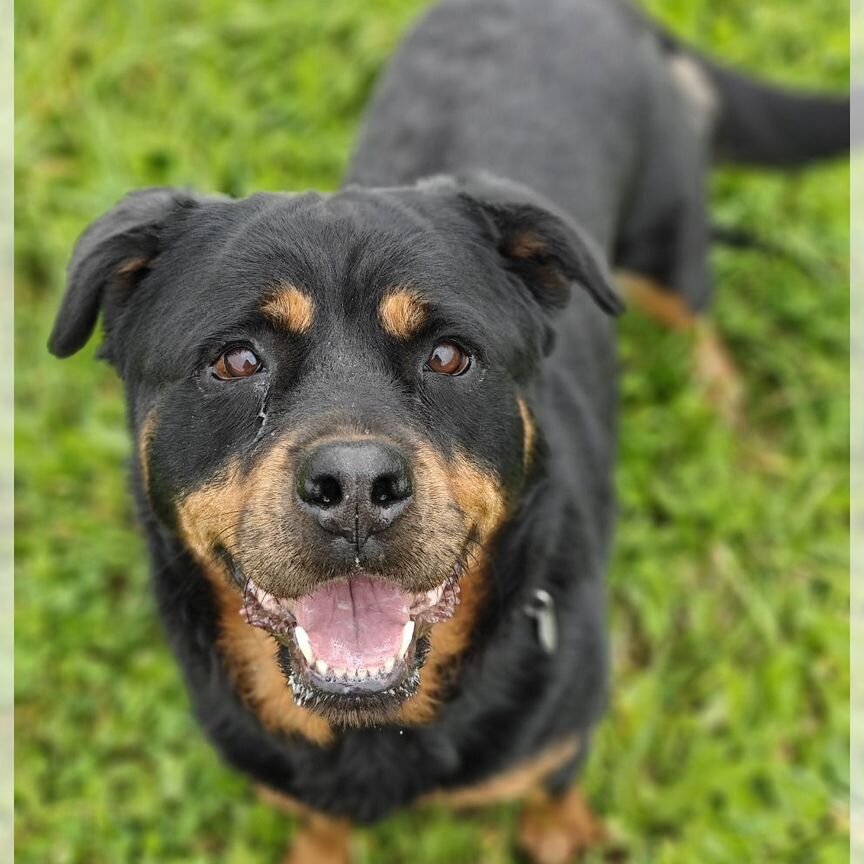 Ротвейлер, взрослая собака